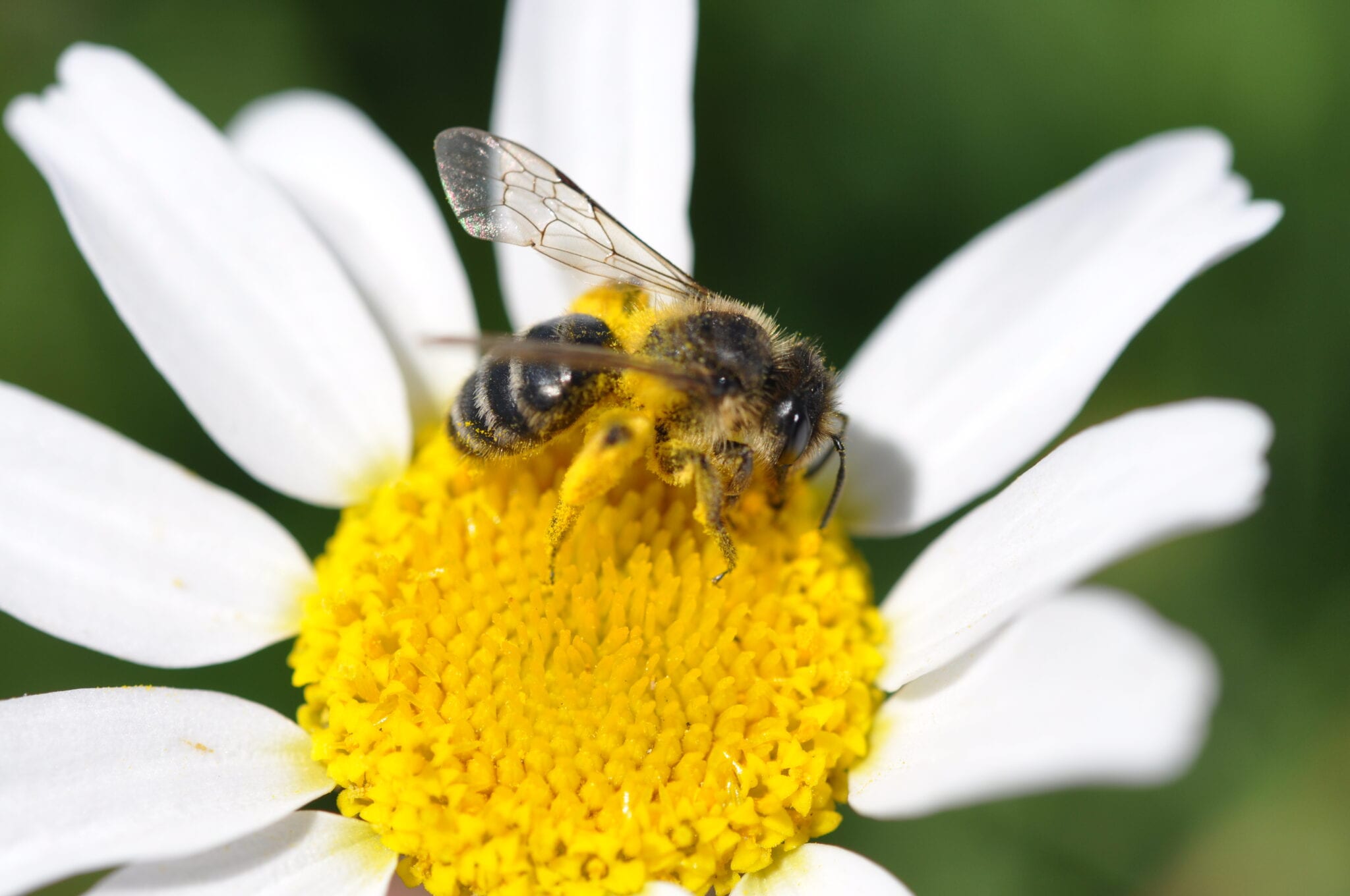 Spain | Promote Pollinators